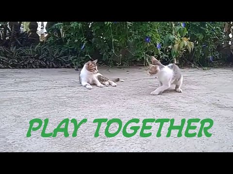 HAA.. HAA.. HAA.. HII.. HII.. HII.. Play Together. Very Funny Cat's ...