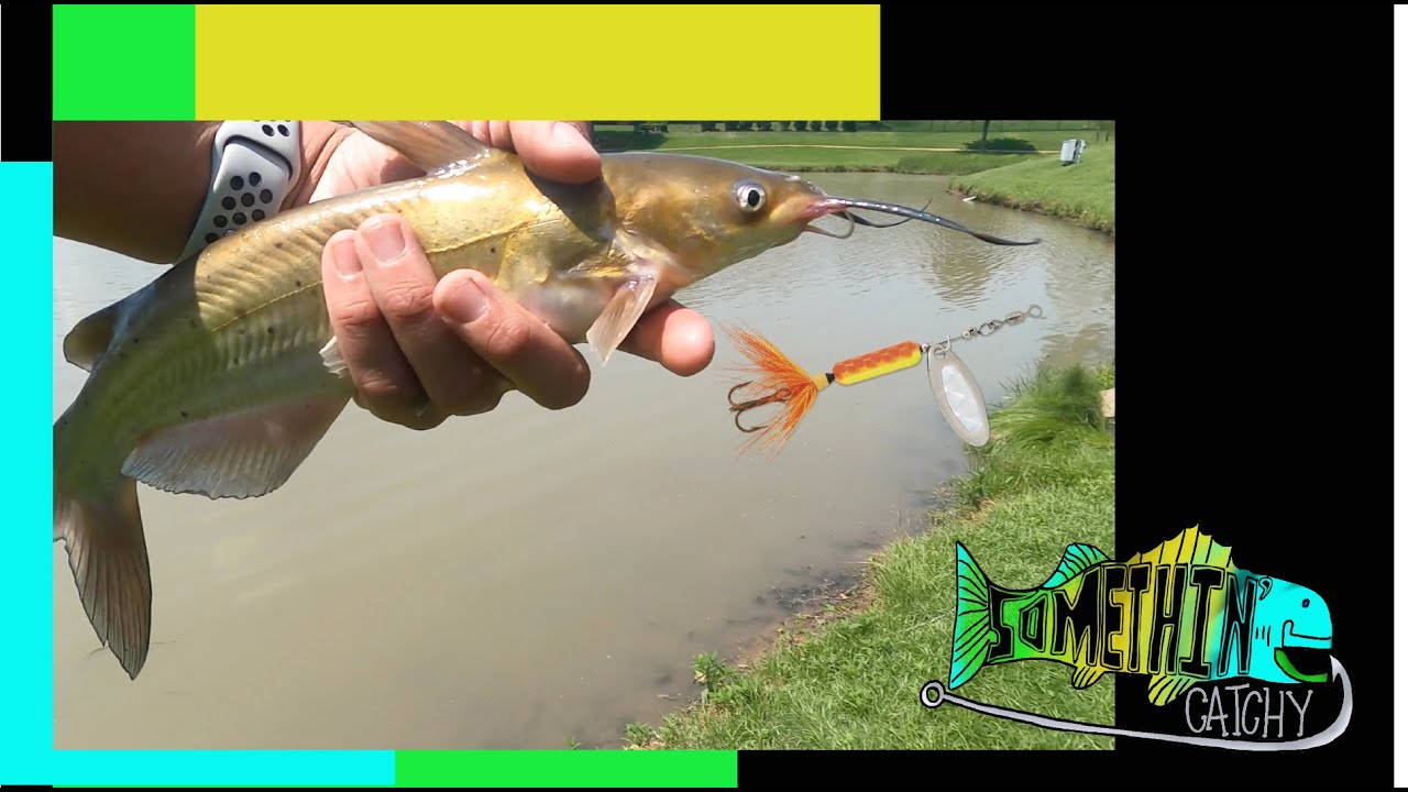 INSANE Rooster Tail Bite (Aggressive Catfish) - YouTube
