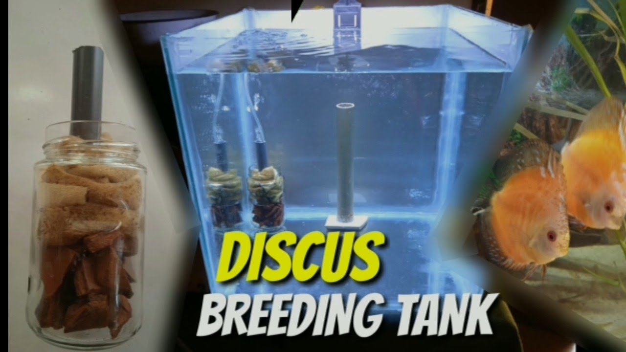 Setting Up Discus Breeding Tank And Diy Spong Filter - YouTube