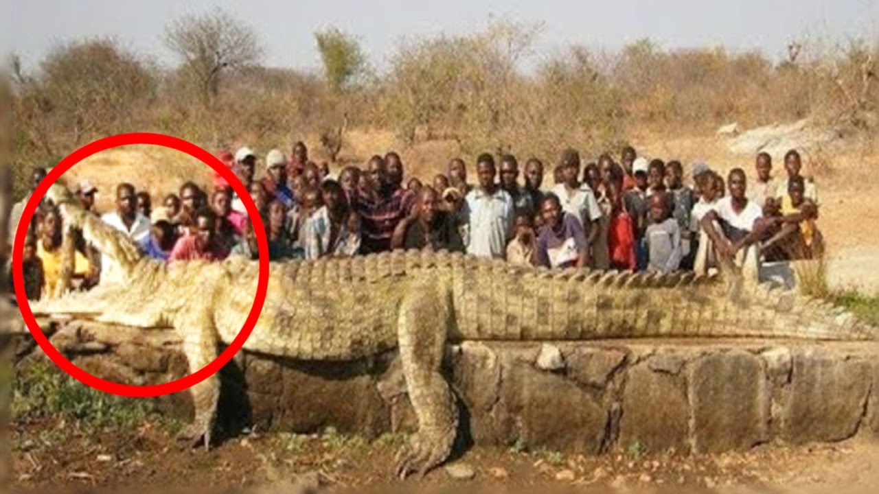 10 REAL Abnormally Large Creatures You Won't Believe - AllTimeTop - YouTube