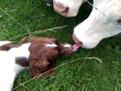 Chien qui fait des bisous - Dog kisses - YouTube