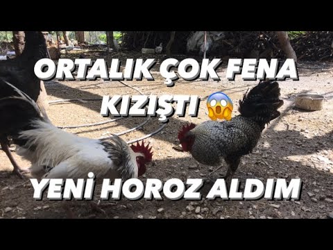YENİ HOROZ ALDIK ‼️ ORTALIK KIZIŞTI [ GURK OLAN İSPNEÇ🤗]