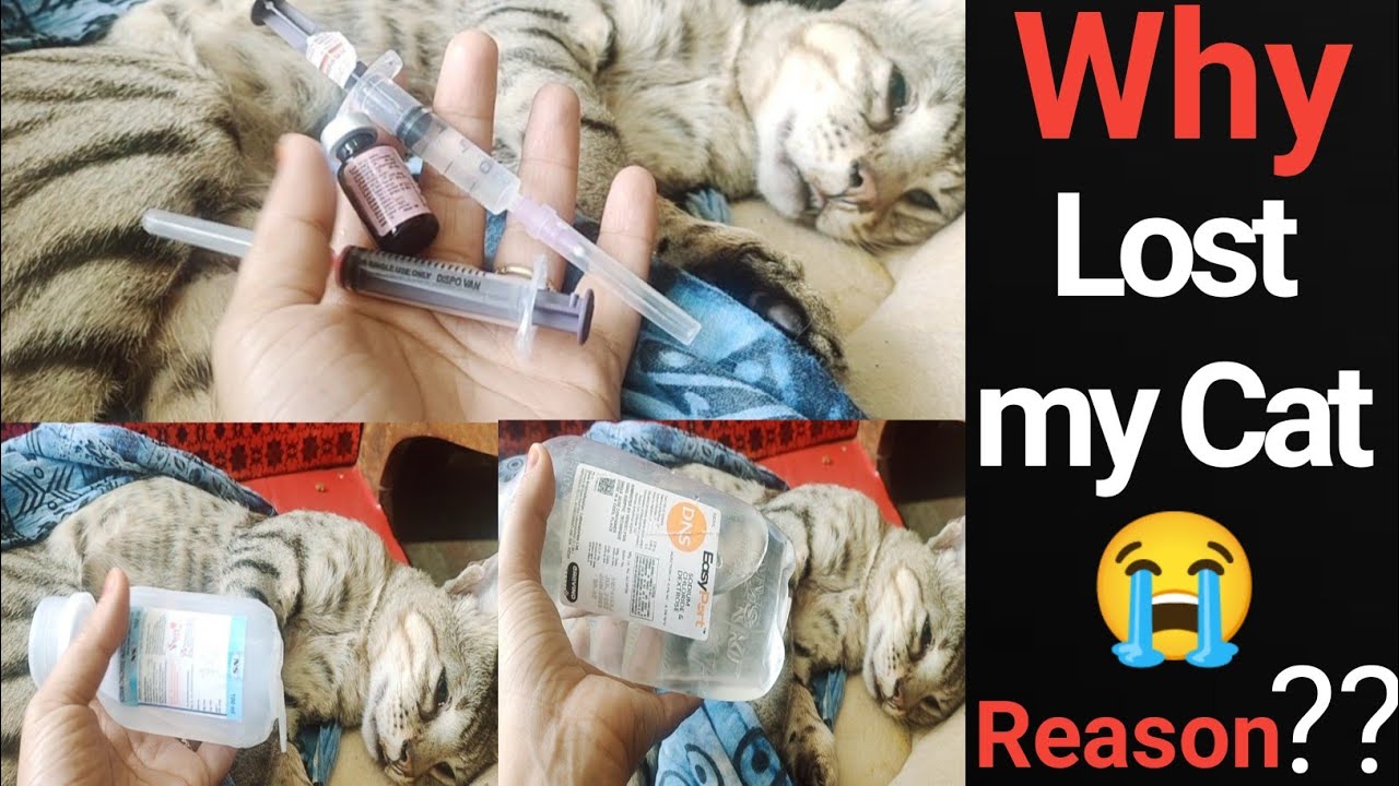 Lost my cat Why??? Reason | lifeline guidelines for cat health issues ...