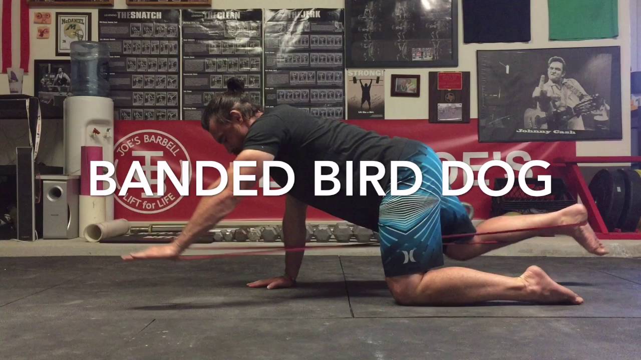 Banded Bird Dog - YouTube