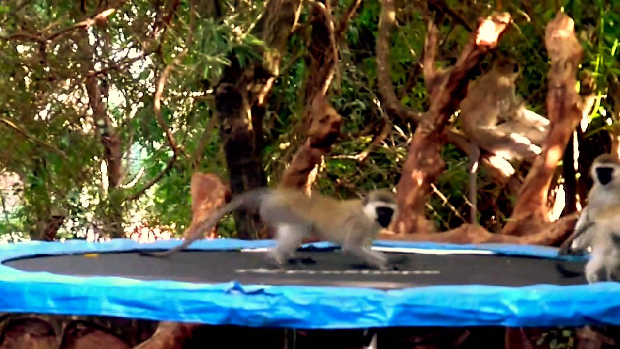 Monkeys Jumping on the Trampoline in Our Backgarden in Mwanza, Tanzania ...