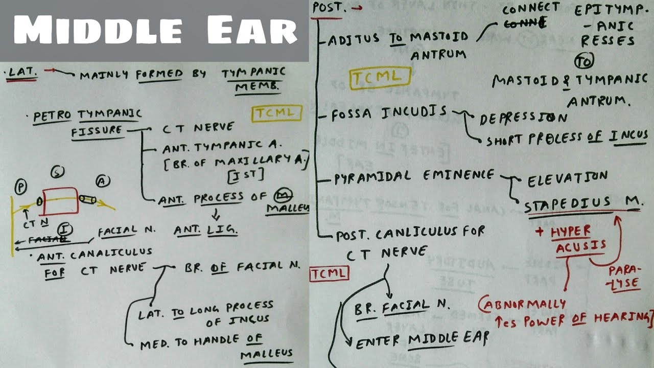 Middle Ear - 4 Boundaries : Posterior, Lateral (Chart) | TCML - YouTube