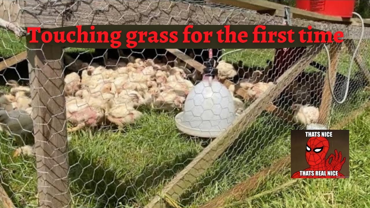 Spending the day at a regenerative chicken farm - YouTube