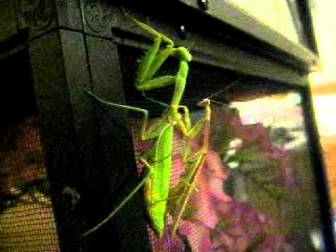 Stagmomantis Limbata Bordered Mantis Pair Mating - YouTube