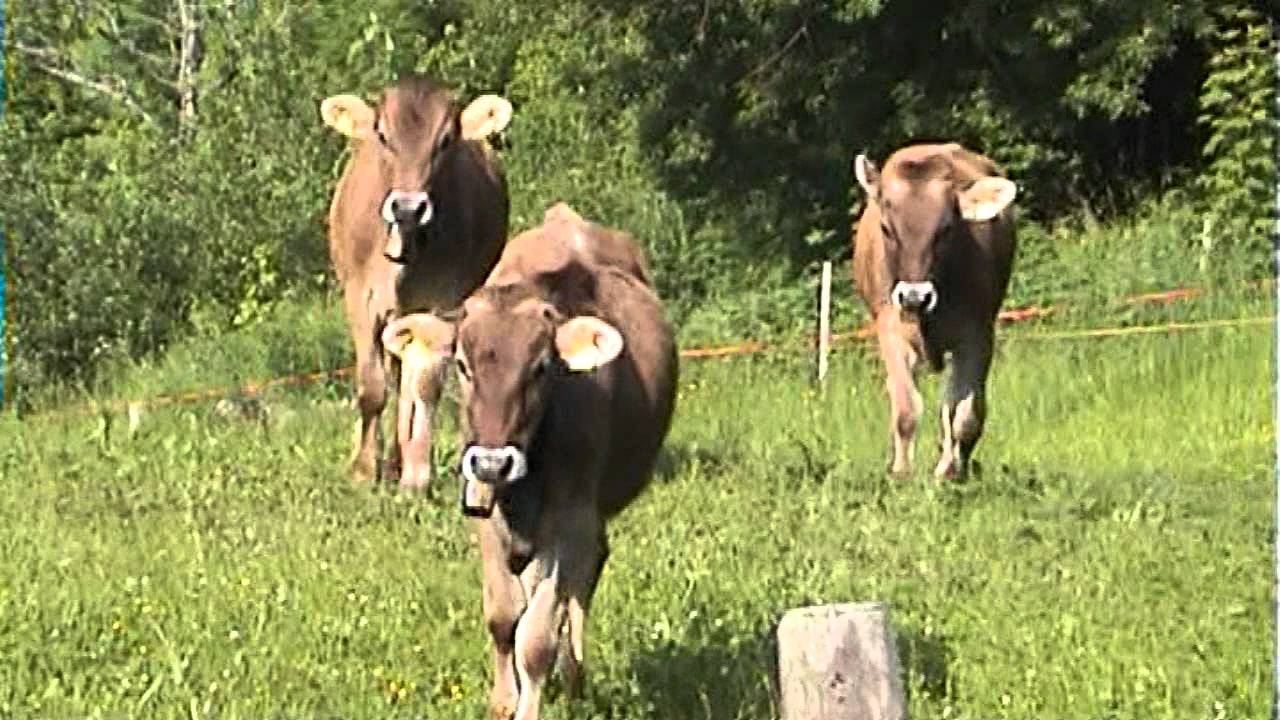 Kuh sagt muh - YouTube