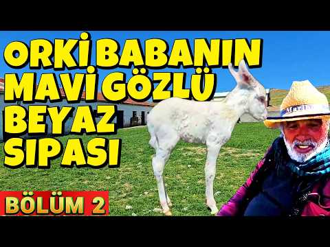 BÖLÜM 2 - ORKİ BABANIN KAR BEYAZ SIPASI