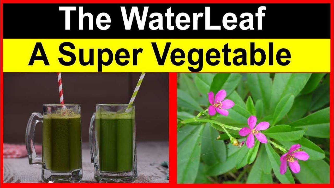 The Amazing Health Benefits of Eating WaterLeaf - YouTube