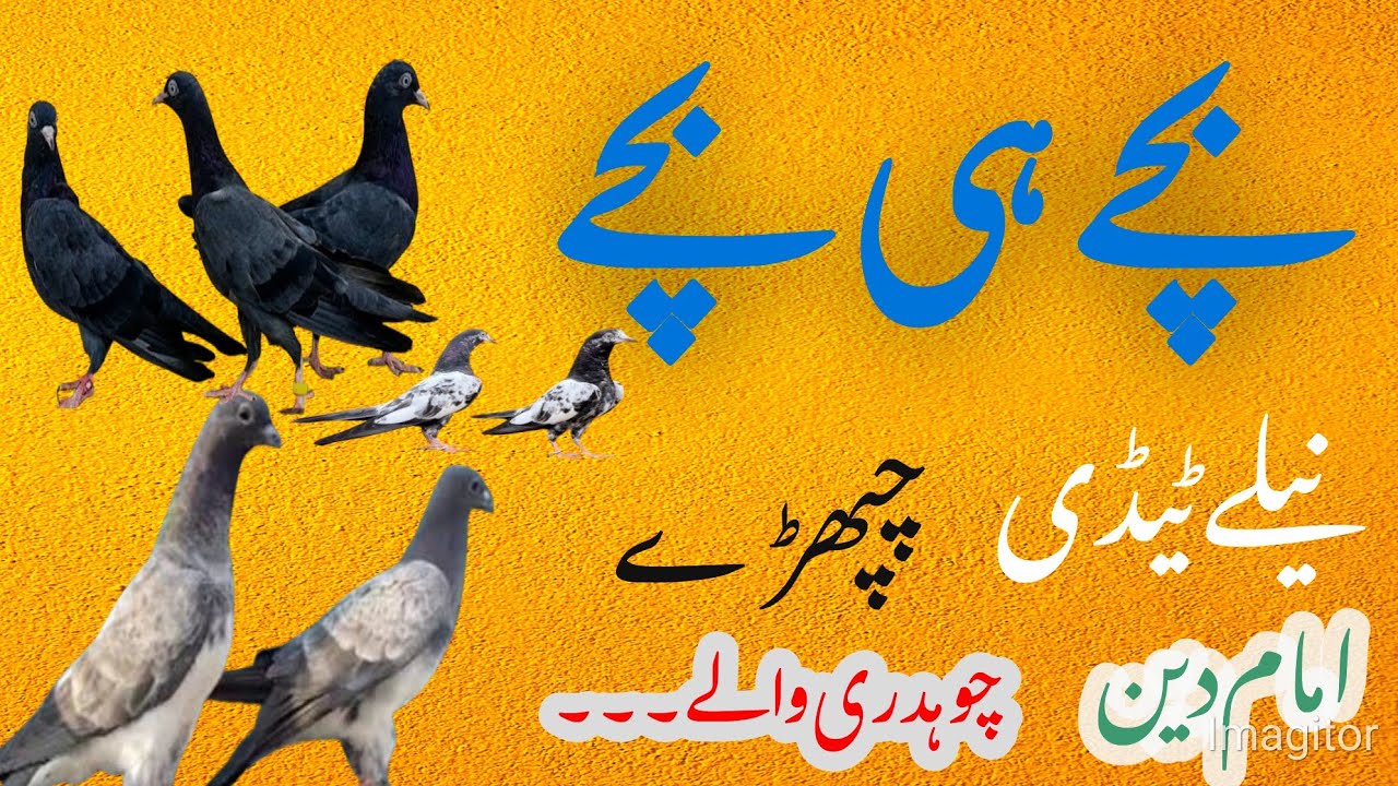 Neely Teddy// Chaphry// Imam Deen || On Reasonable Rates || 0312 ...