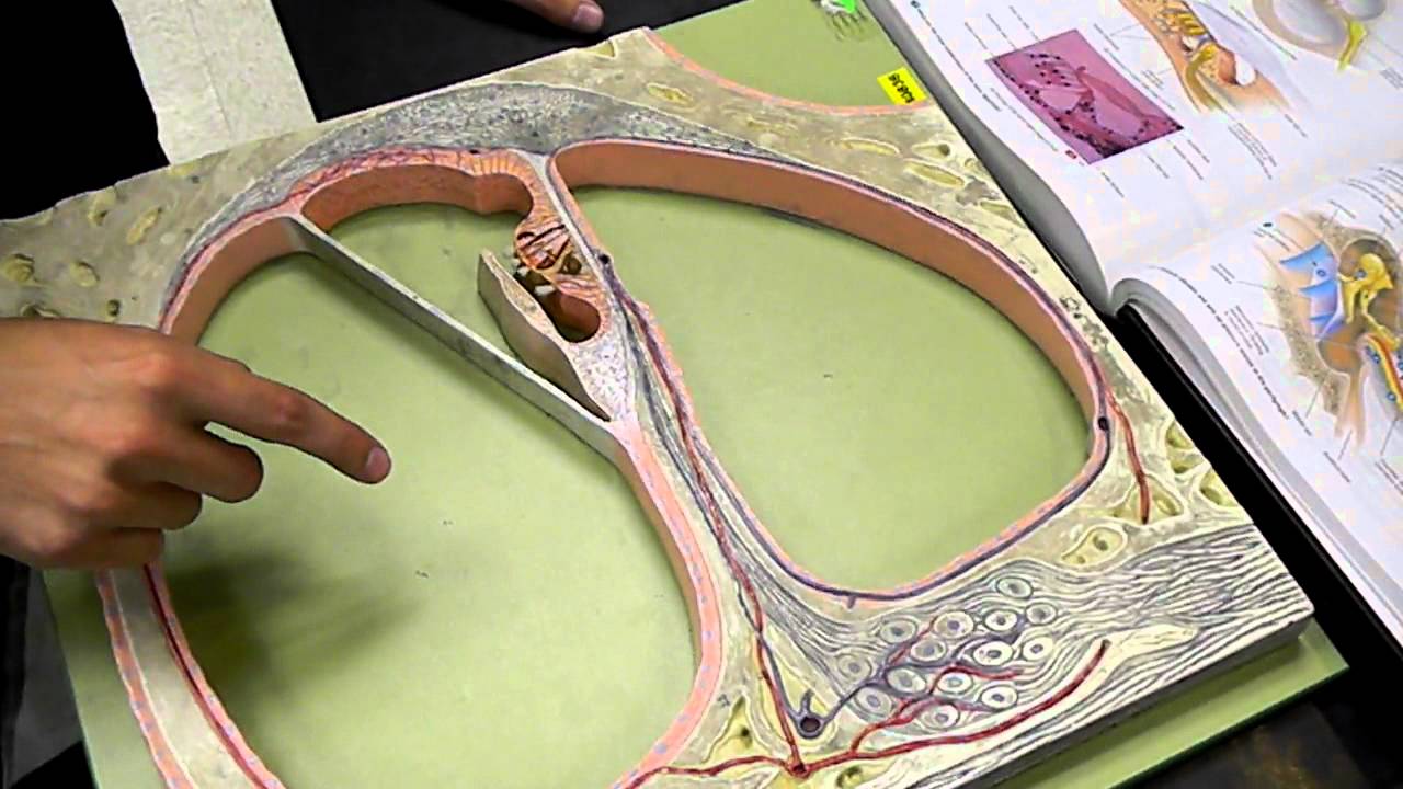 Cochlear Model - YouTube