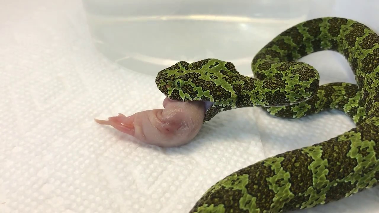 Mangshan Viper Feeding - YouTube