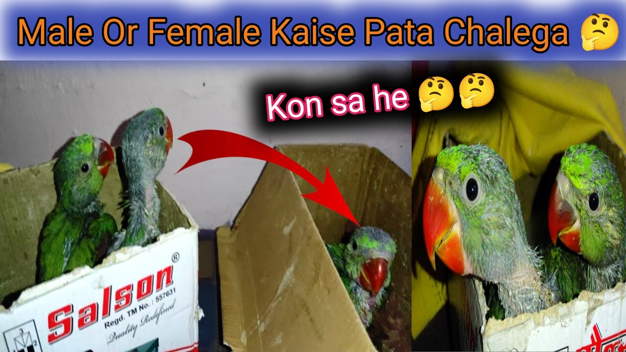 Baby Parrot Male Or Female Kaise Pata Lagaye 🤔🤔//कैसे करें पता 🦜 - YouTube
