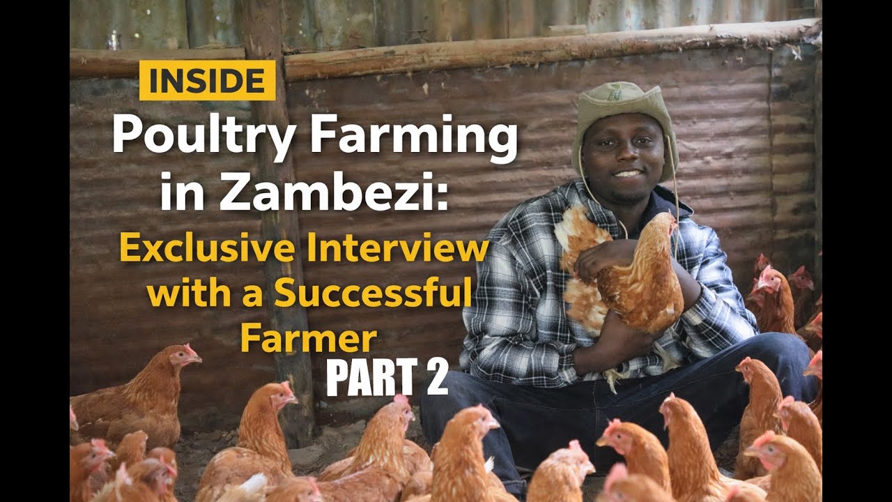 Inside Poultry Farming in Zambezi: Exclusive Interview with a ...