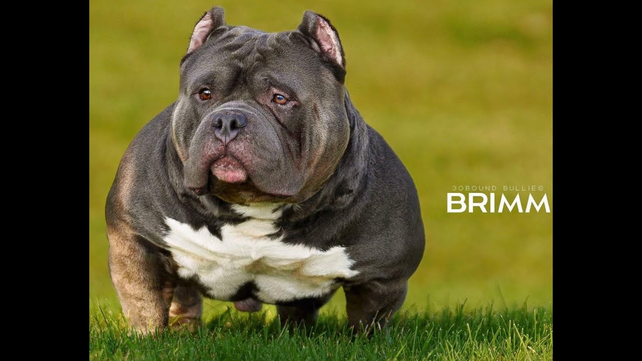 American Bully 30B CH BRIMM X STANDGAME CH LIL BIT OF TK TCI 2ND EVER INBRED BRIMM BREEDING ...