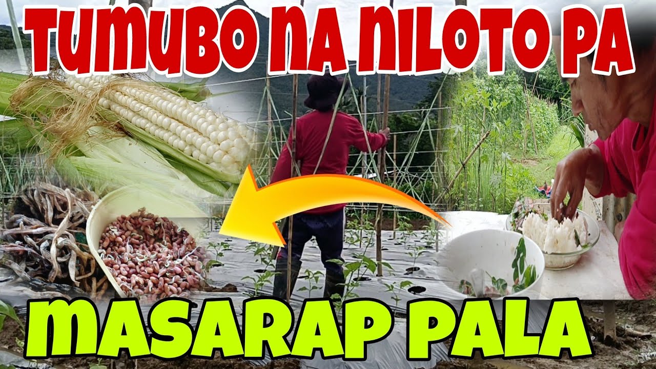 Ulam Pang Bukid,Harvest And Cook/Life in the Province - YouTube