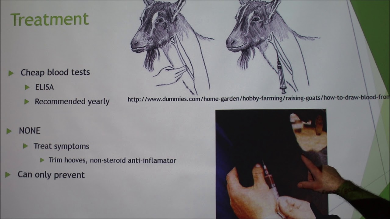 Caprine Arthritis Encephalitis - YouTube