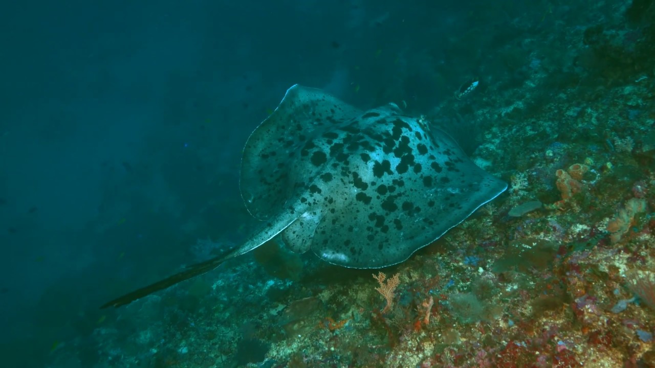 Diving in Indonesia: Marbled Stingrays in Sulawesi - YouTube