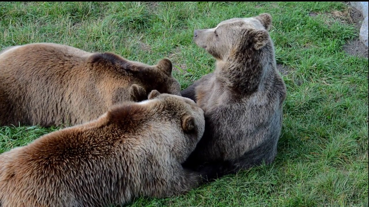 Brown Bears lying on the grass and play. - YouTube