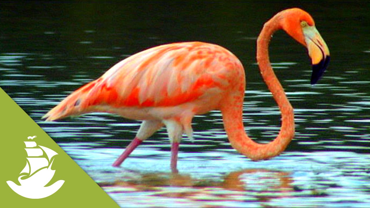 Flamingos: Nature's water filter - YouTube