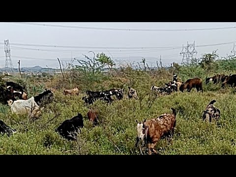 The Life of a Goat Herder पहाड़ में बकरियां चराते हुए - YouTube
