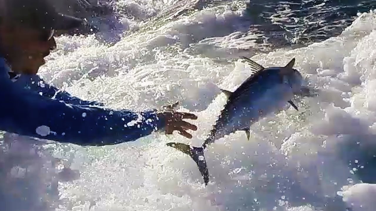 Catch and Release Fishing for Pelagic Fish - YouTube