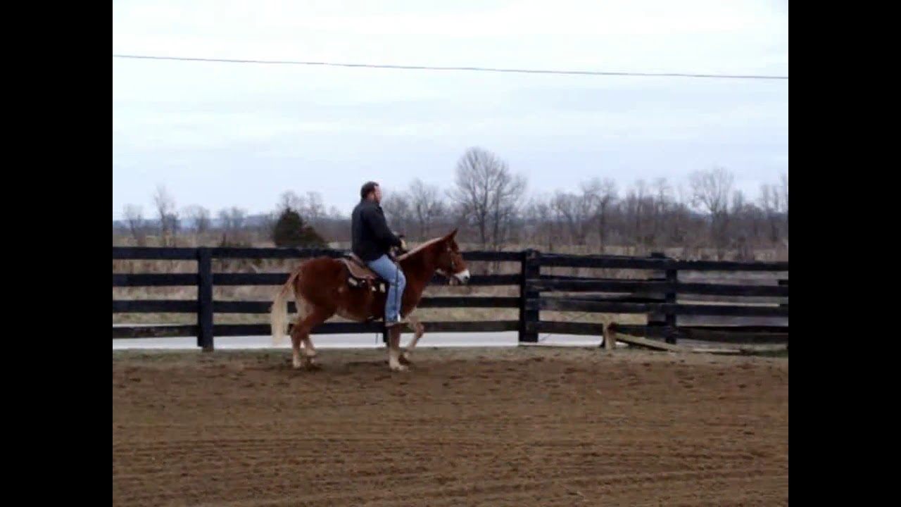 SORREL HAFLINGER JOHN MULE, BEEN USED FOR TRAIL RIDING AND PACKING IN ...