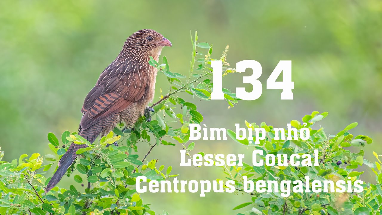 Bìm bịp nhỏ - Lesser Coucal - Centropus bengalensis | Birds of Vietnam ...