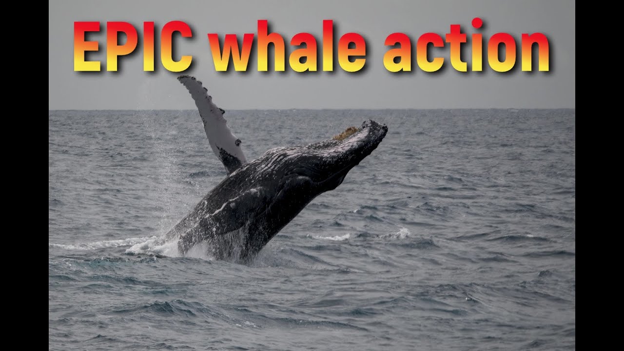 Amazing Whale Action - YouTube