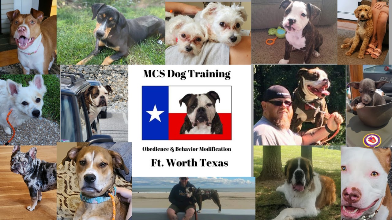 MCS Dog Training Live Stream - YouTube