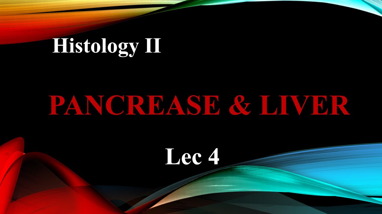 Pancrease And Liver Lec4 Histology Ii Youtube 5577