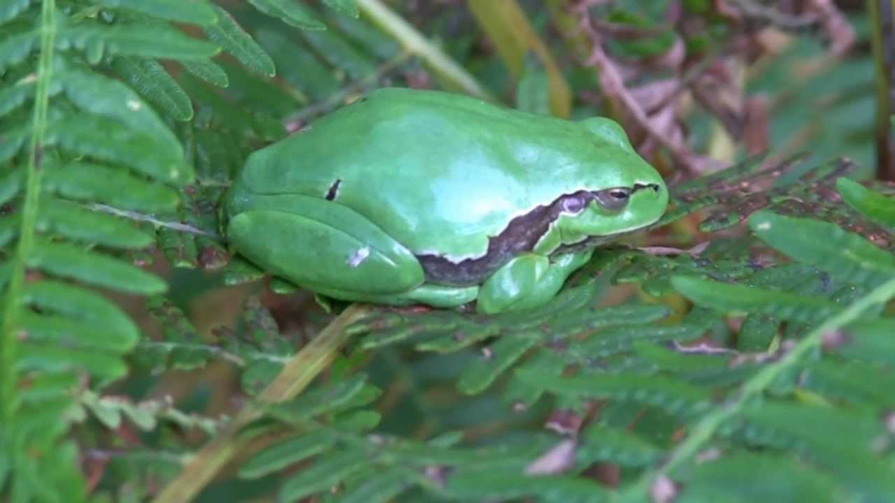 RAINETTE Verte/Chants/Automne/Hyla arborea ! BRUITX - YouTube