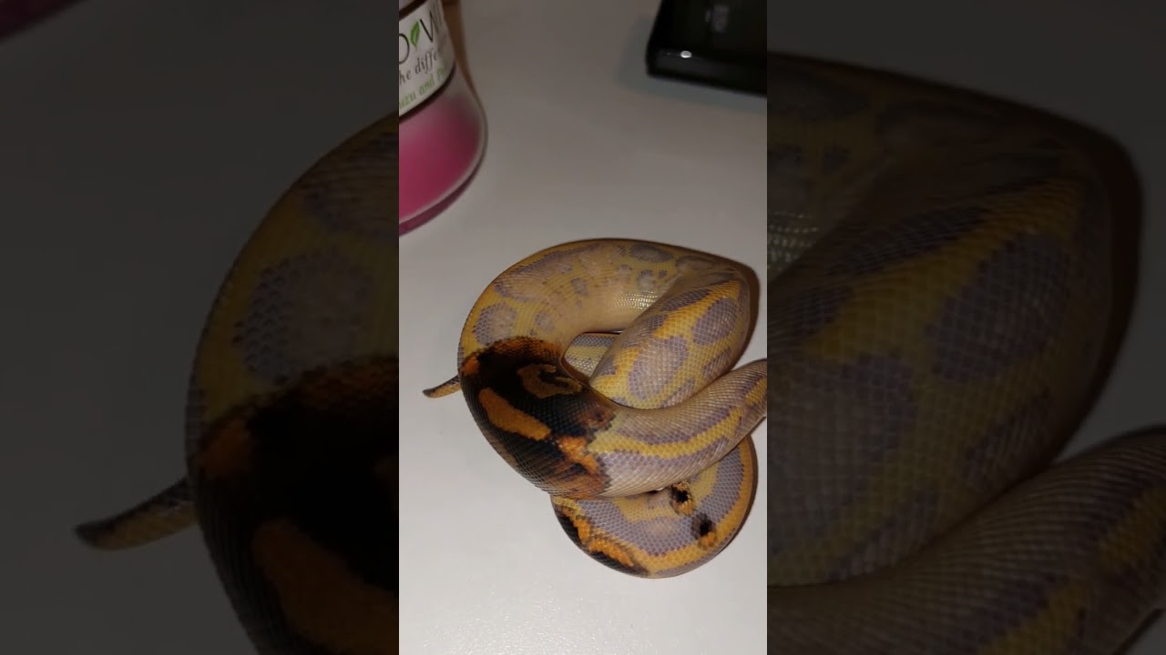 not an anaconda but DAMNNNN #snakes #ballpython #trending #fyp #viral #reptiles - YouTube