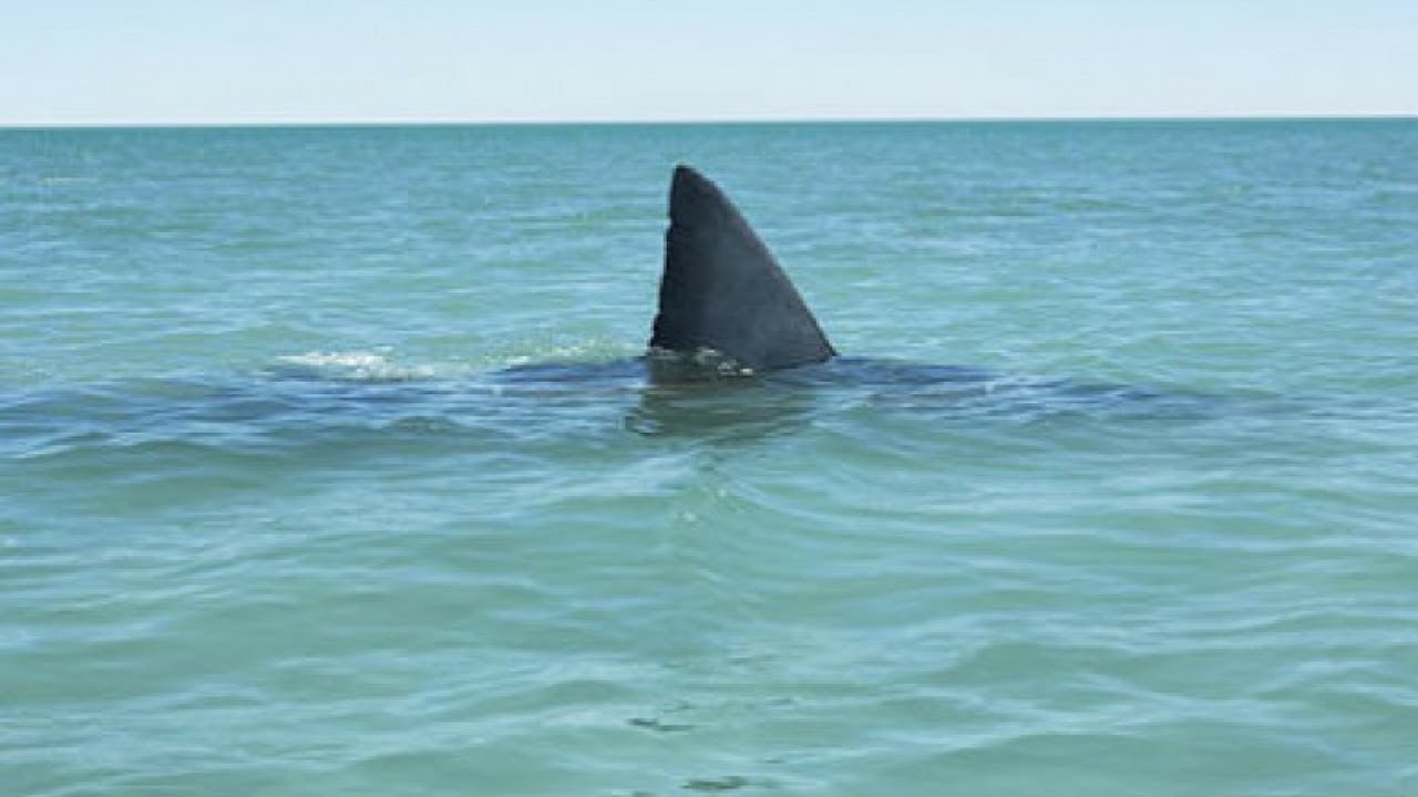 SHARKS AT THE BEACH (SHARKS IN SHALLOW AREA) - YouTube