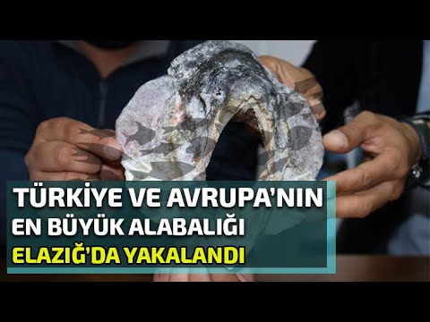 Türkiye Ve Avrupa'nın En Büyük Alabalığı Elazığ'da Yakalandı