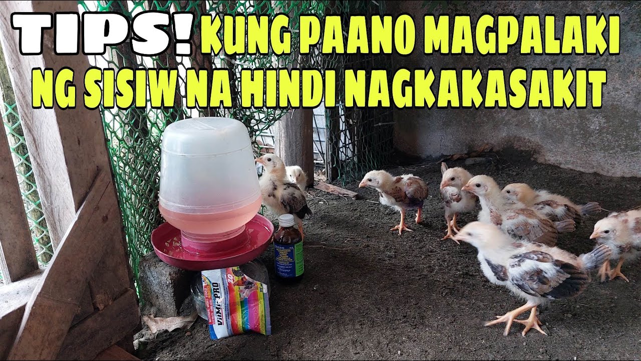 TIPS kung paano magpalaki ng sisiw na walang nagkakasakit || BALERIANS ...
