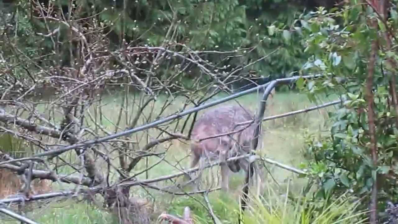 Deer Stuck in Tree - YouTube