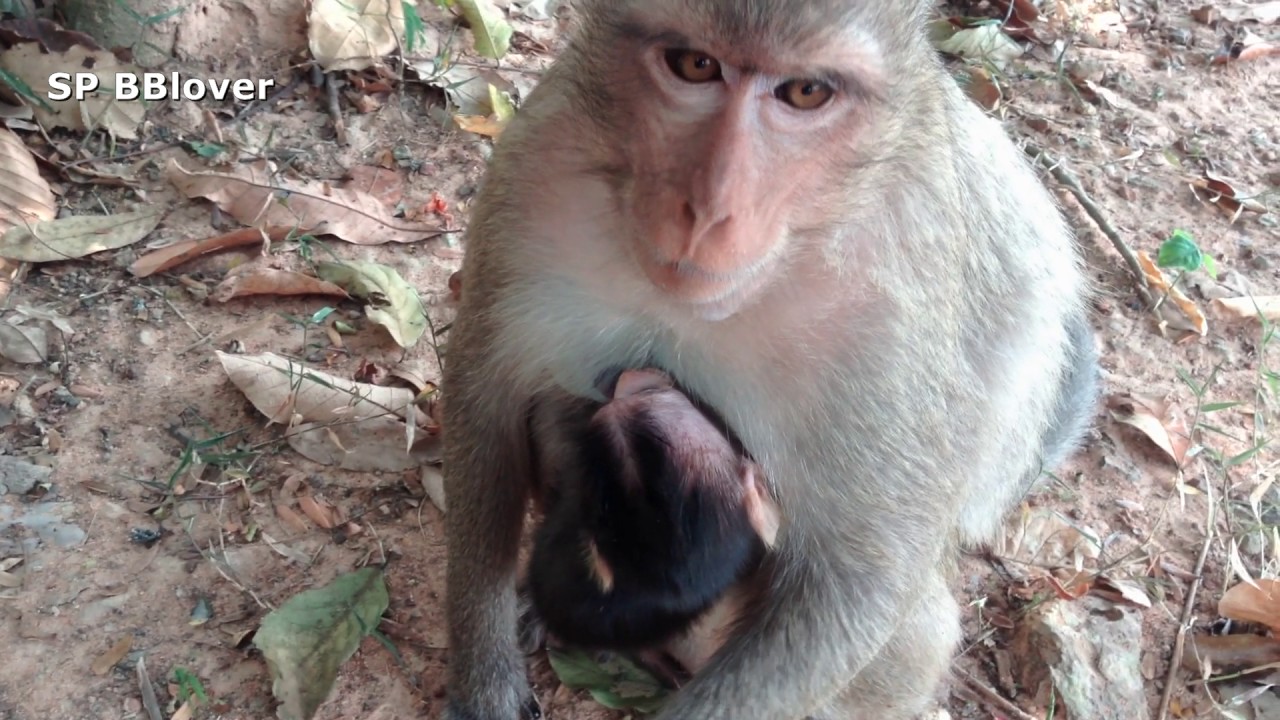 Life Billy Ep 9 - Don't Come Close Monkey Said - YouTube