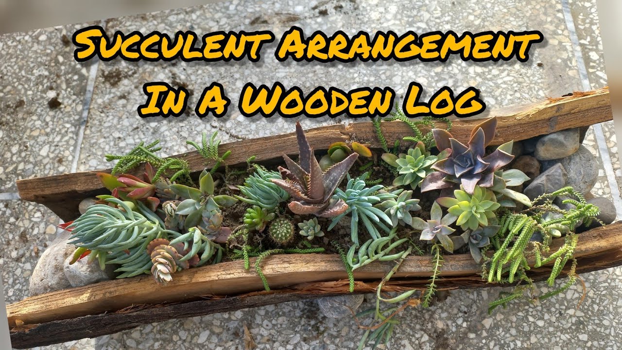 Succulent Arrangement In A Wooden Log | Succulent Garden DIY ...