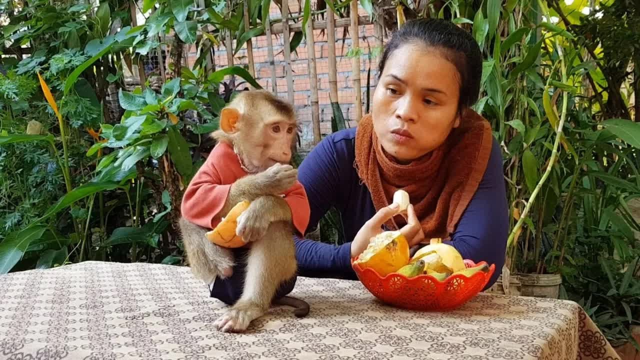 Angel Monkey Koko So Happy To Playing And Eating With Mum - YouTube