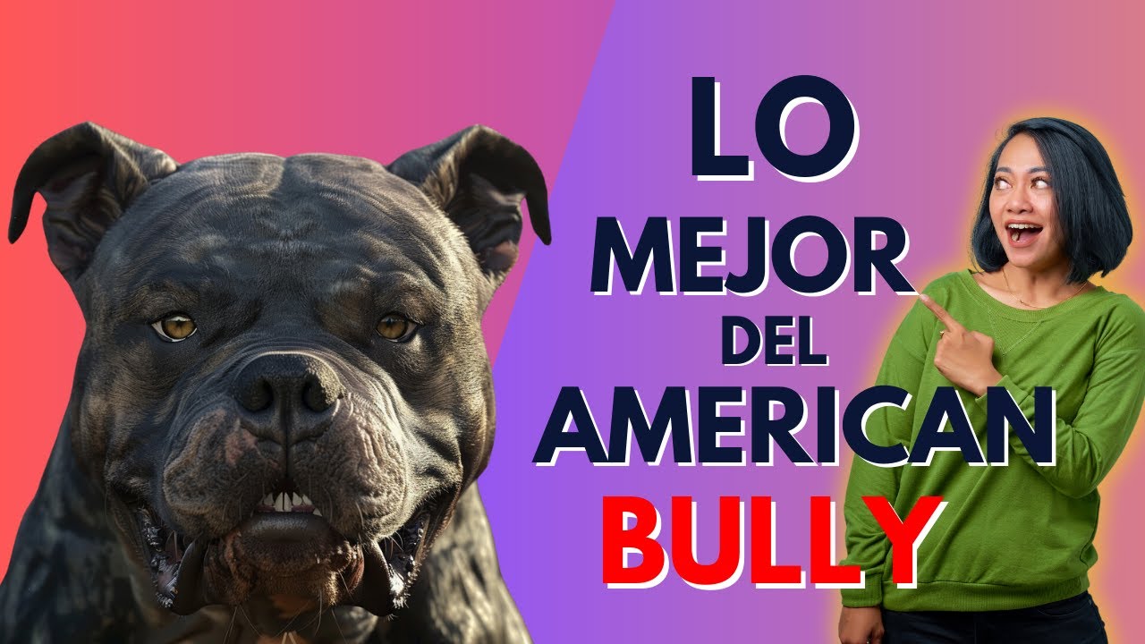 "Descubre lo Mejor del American Bully 🐶: ¡Consejos, Características y ...