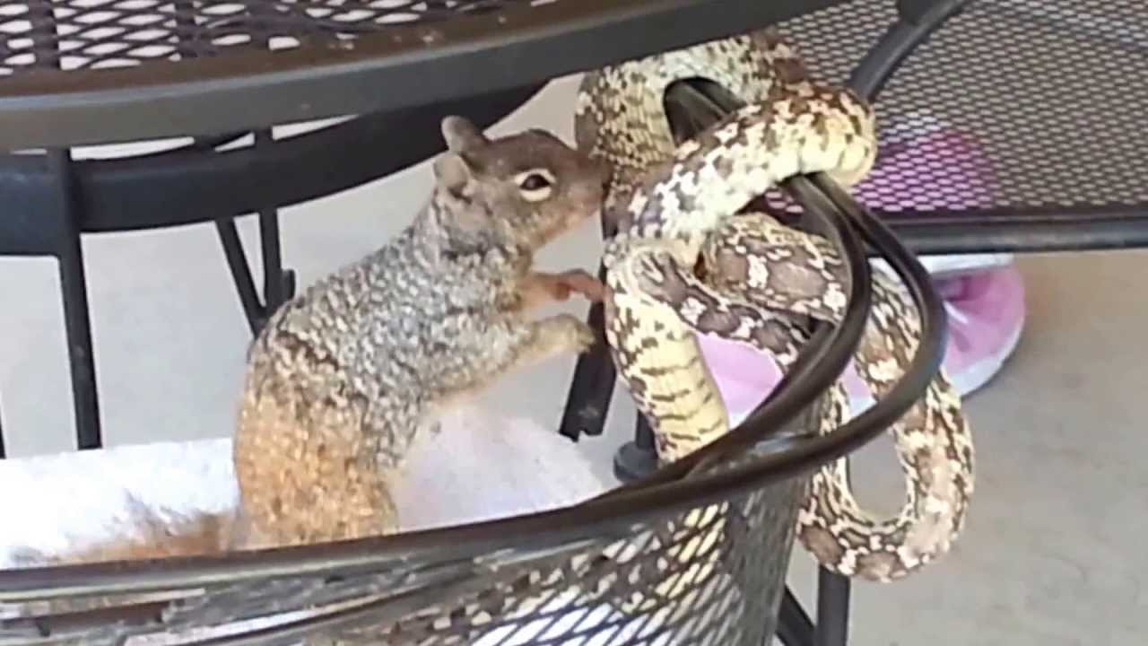Ground Squirrel vs. Bull Snake - Gold Canyon, AZ - YouTube