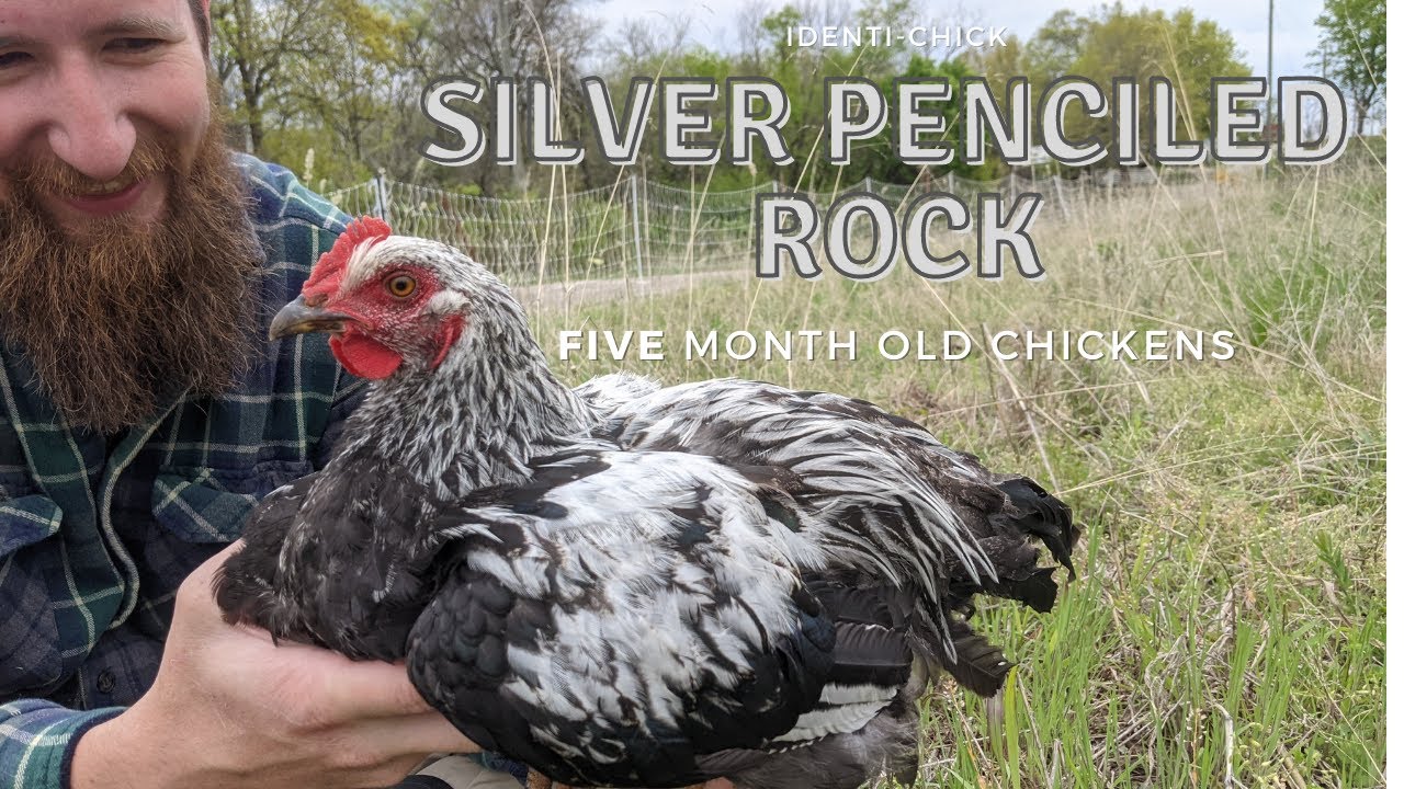 Silver Penciled Rock Chicken