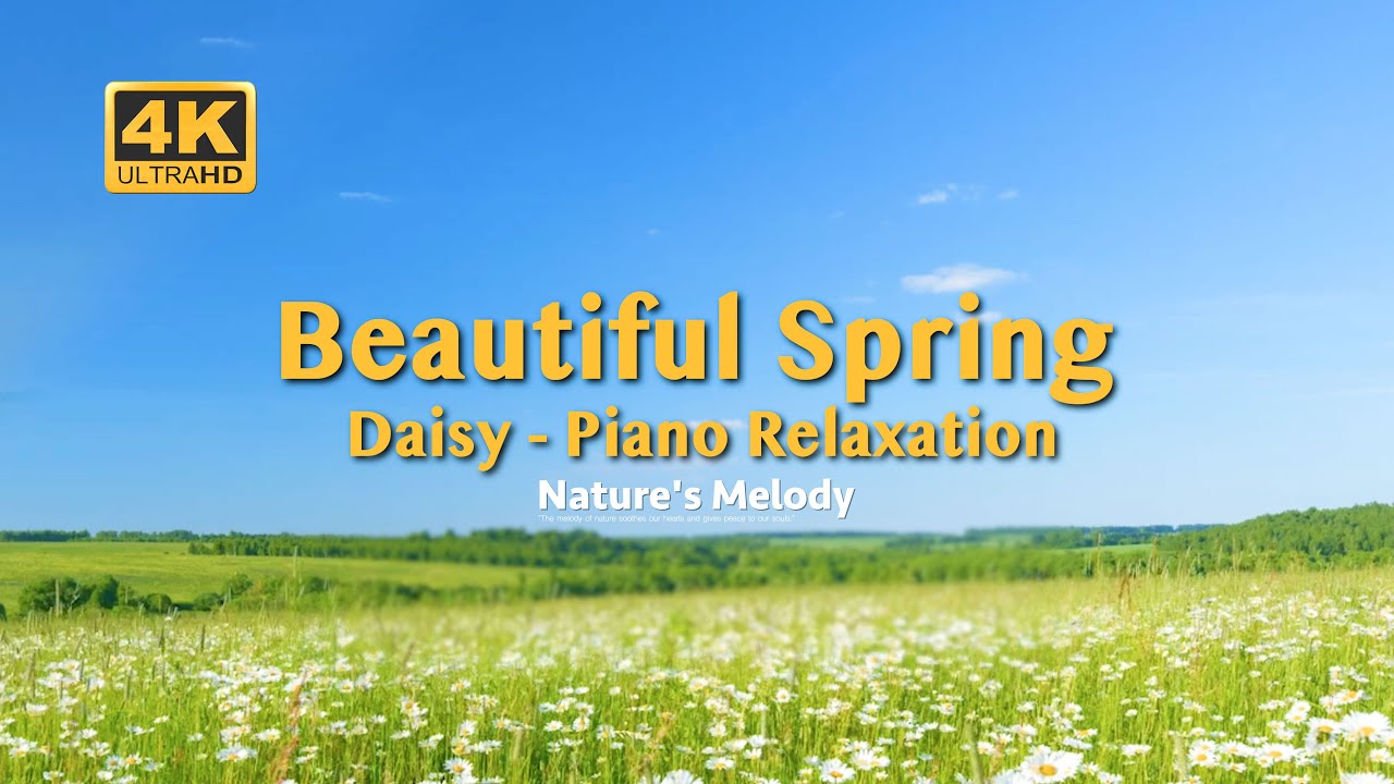 Beautiful Spring and daisy - Piano Relaxation 4K #naturesmelody - YouTube