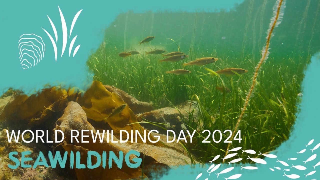 World Rewilding Day 2024 - YouTube