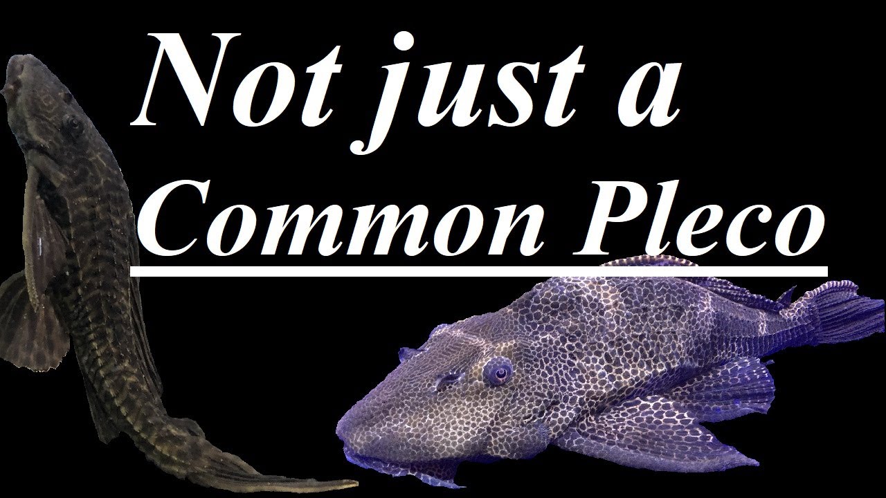 Why the common pleco is an amazing aquarium fish! #Lnumber #pleco - YouTube
