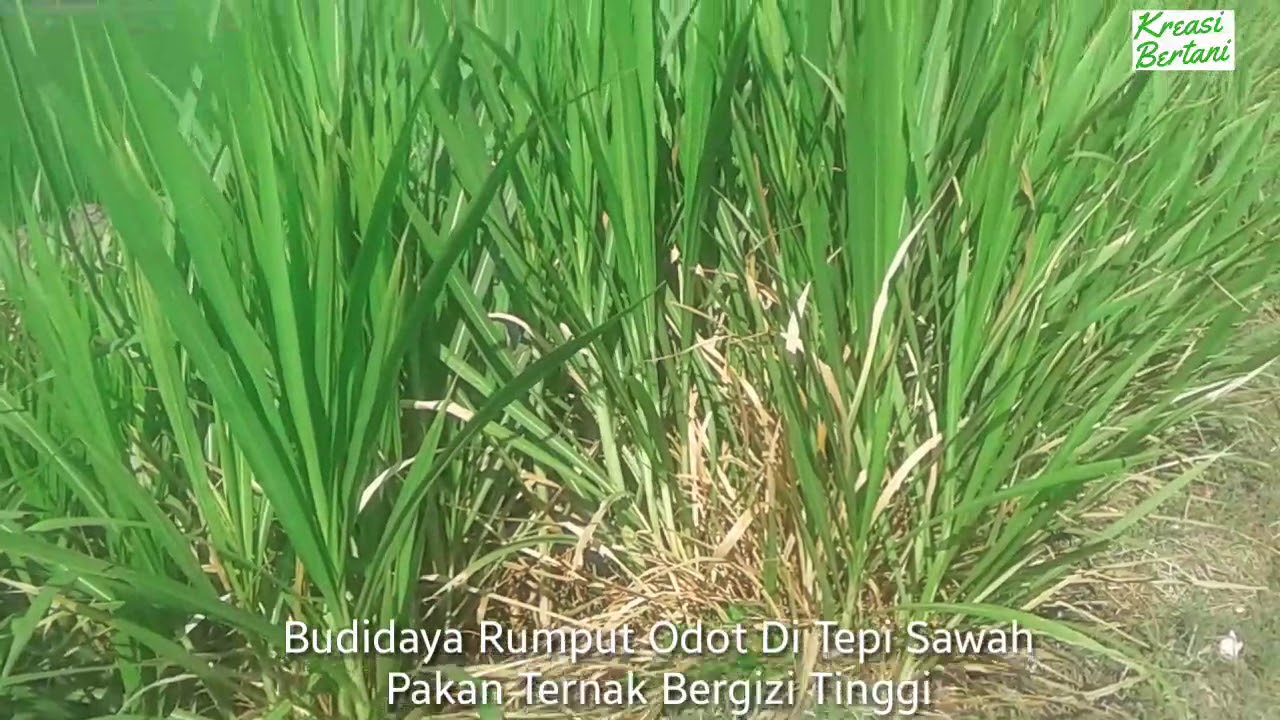 Budidaya Rumput Odot di Tepi Sawah, Lumbung Pakan Ternak Bergizi Tinggi ...