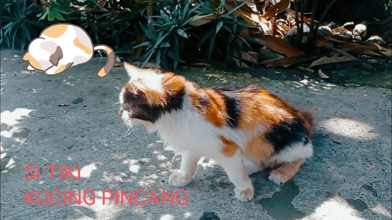 Si Tiki Kucing pincang lucu - YouTube